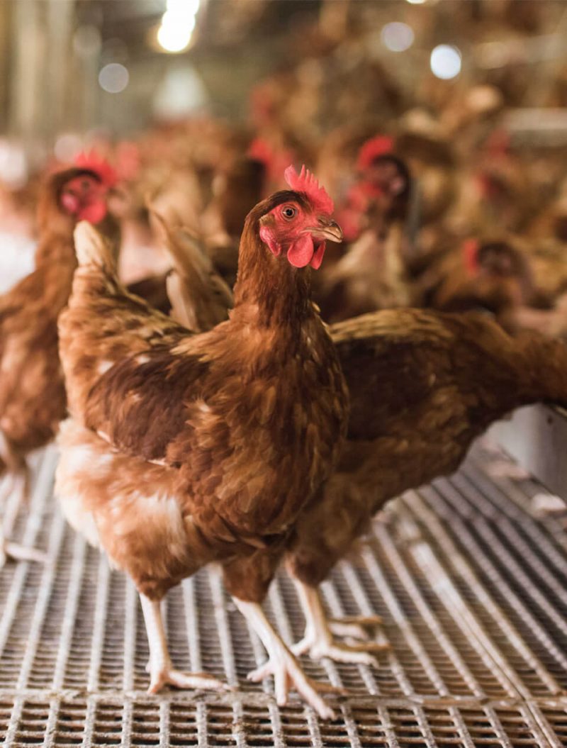 Our Farms - Days Country Fresh Eggs